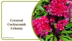 9 Types of Celosia for Vibrant Colors in Your Garden - Plant America