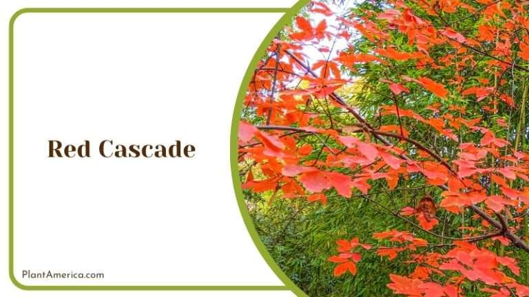 17 Bushes With Red Flowers Perfect for Every Season - Plant America