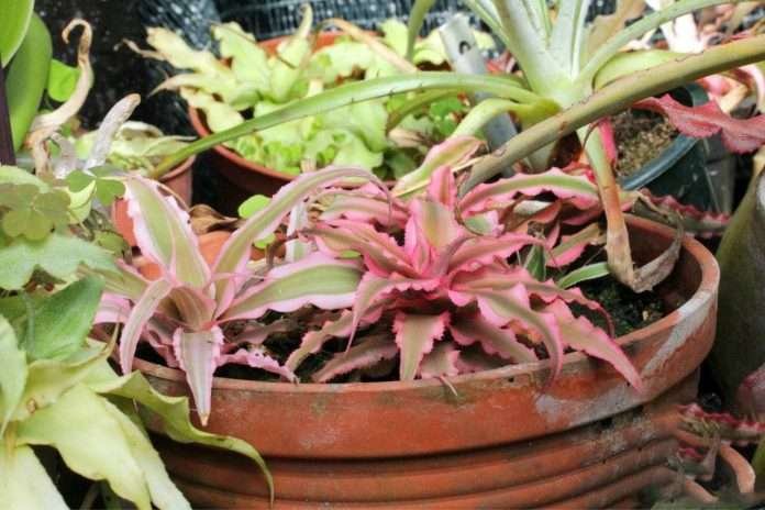 36 Variegated Plants: Stunning Varieties of Unique Leaf Variegations ...