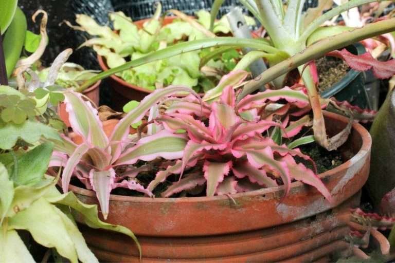 36 Variegated Plants: Stunning Varieties of Unique Leaf Variegations ...