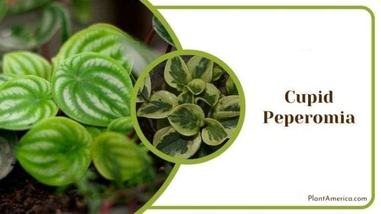 11 Plants Similar to Pothos To Add More Greenery to Your House - Plant ...