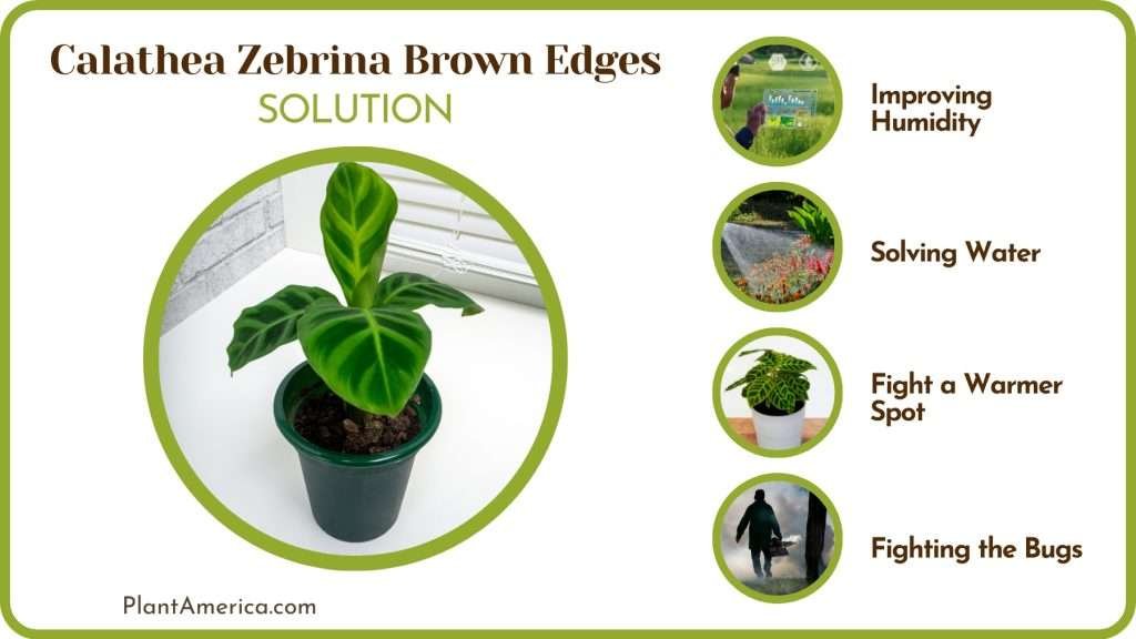 Calathea Zebrina Brown Edges: Why, and How to Deal With It - Plant America