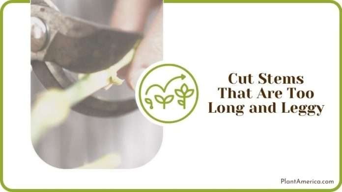 How To Prune Geraniums for Better Growth: Detailed Guide - Plant America
