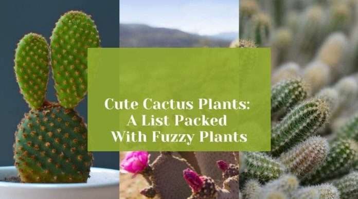 15 Cute Cactus Plants: A List Packed With Fuzzy Plants - Plant America