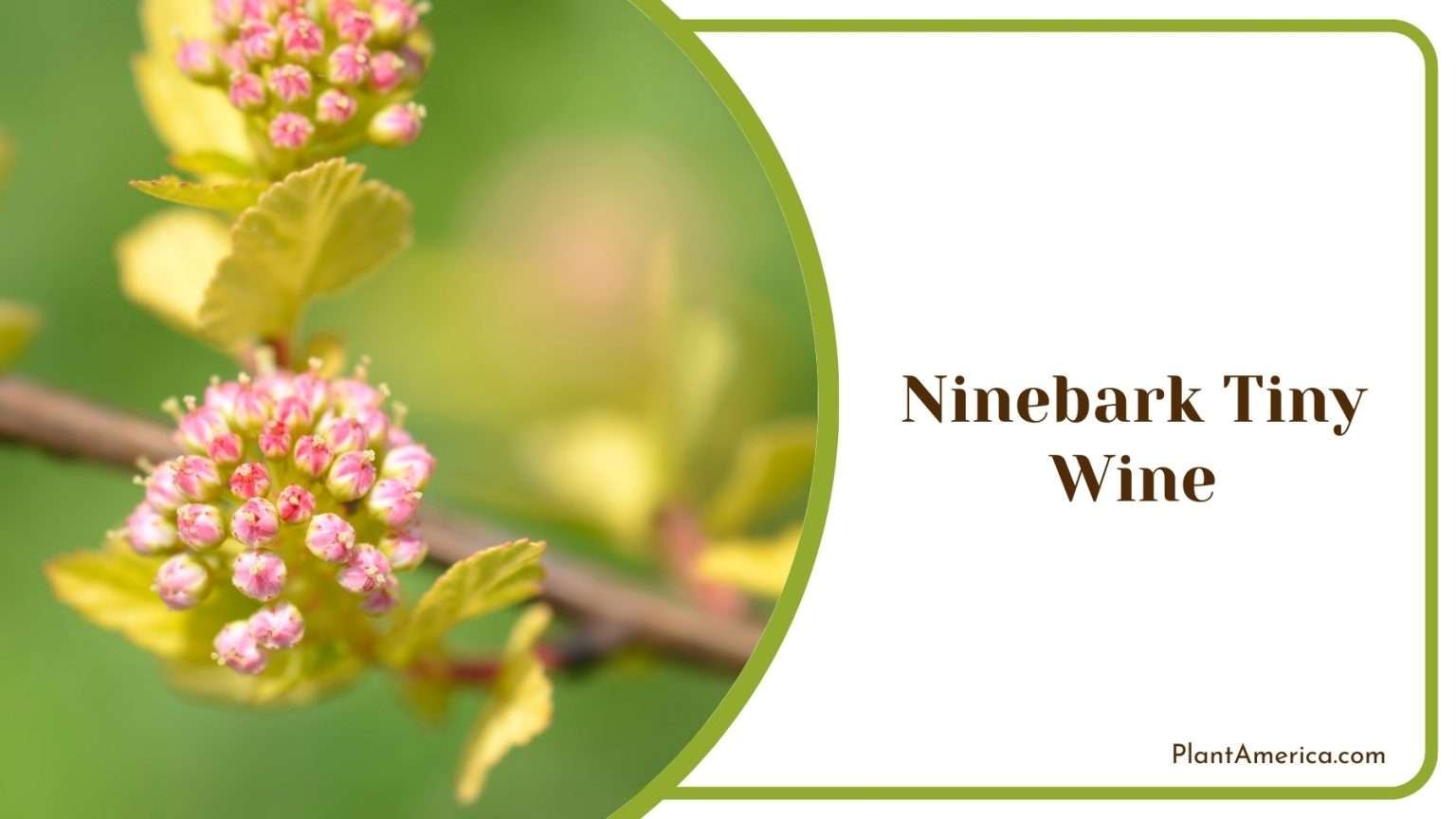 14 Most Stunning Shrubs With Red Leaves All Year - Plant America