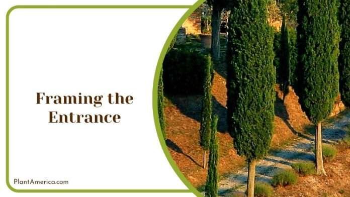 6 Landscaping With Cypress Trees Ideas You Should Know - Plant America