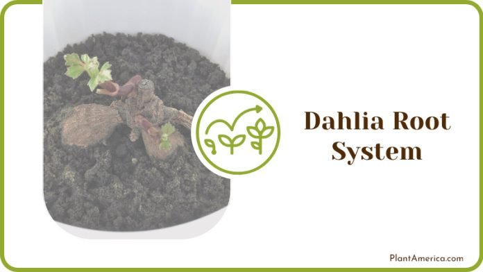 How To Tell if Dahlia Tubers Are Dead: Never Miss a Dead Dahlia Again ...