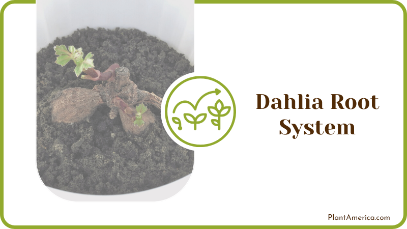 How To Tell if Dahlia Tubers Are Dead: Never Miss a Dead Dahlia Again ...