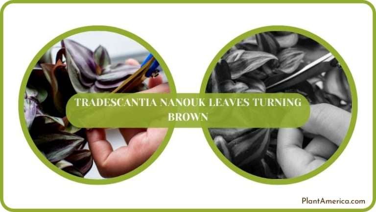 Tradescantia Nanouk Leaves Turning Brown: Guide To Treating - Plant America
