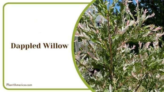20 Trees That Look Like Weeping Willows with Various Foliage - Plant ...