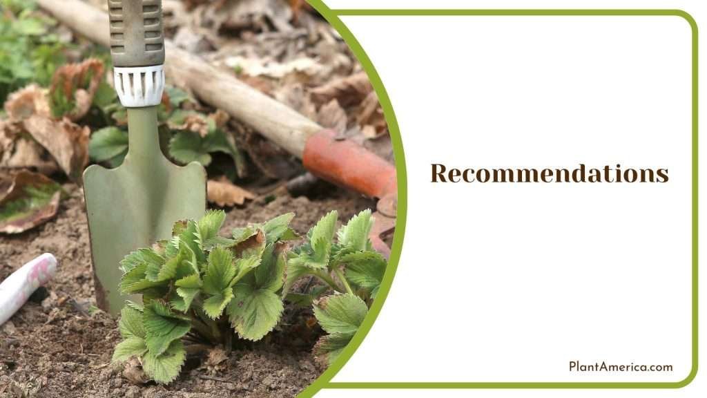 Dead Weed Brew: All You Need To Know About What It Is and How It Works ...