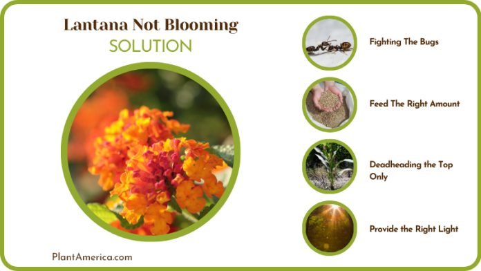 Lantana Not Blooming: The Key Reasons And Solutions - Plant America