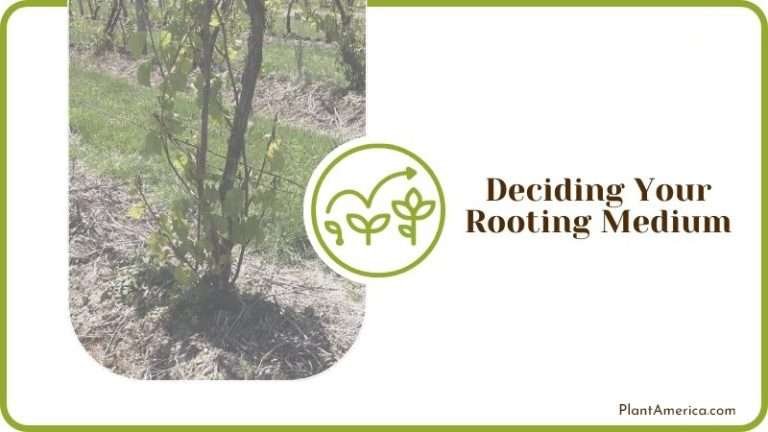 How to Propagate Vine Plants: Giving Your Greens a New Home - Plant America