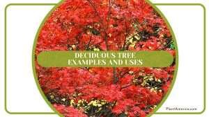 Deciduous Vs Coniferous Trees: Their Differences and More - Plant America