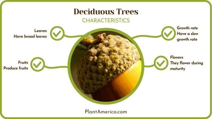 Deciduous Vs Coniferous Trees: Their Differences and More - Plant America