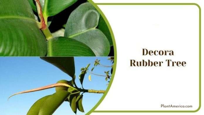 15 Varieties of Rubber Plants: Growing in and Outdoors - Plant America