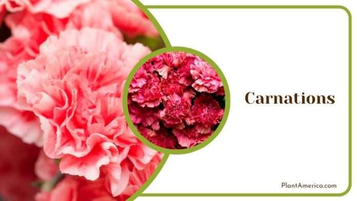 8 Nandina Companion Plants To Match in a Beautiful Garden - Plant America