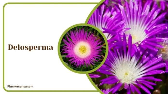 11 Plants That Start With D: A Delightful and Dynamic List - Plant America