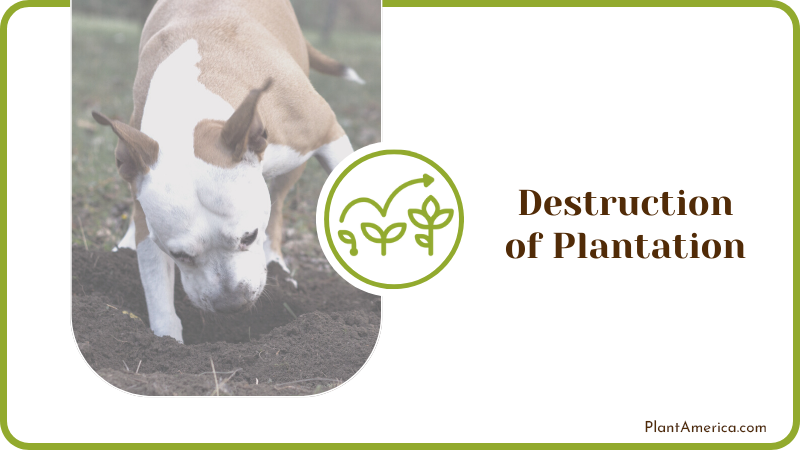 How To Stop Animals From Digging Holes in Yard: Saving Your Yard ...