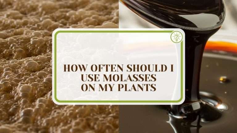 How Often Should I Use Molasses on My Plants: Detailed Guide - Plant ...