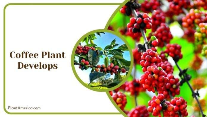 What Do Coffee Plants Look Like? A Comprehensive Guide - Plant America