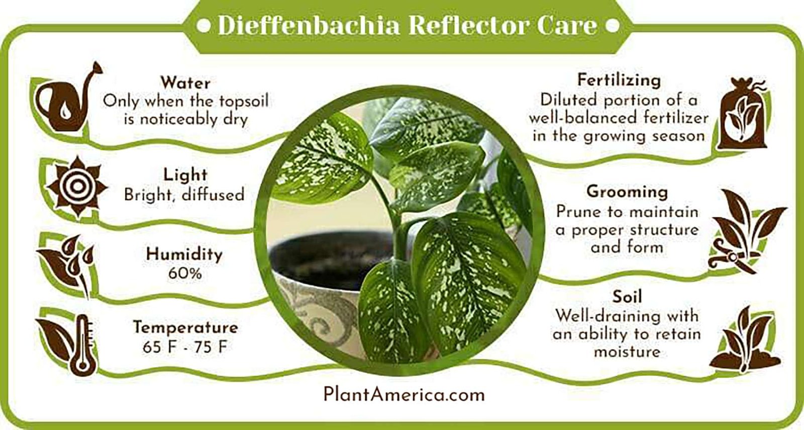 Dieffenbachia Reflector: Care and Grow the Tropical Plant Easily ...
