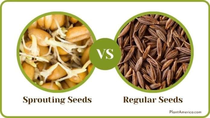 Sprouting Seeds Vs. Regular Seeds: Their Major Differences - Plant America