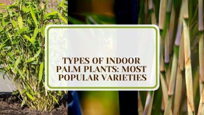 8 Types of Bamboo Plants and Their Unique Features - Plant America