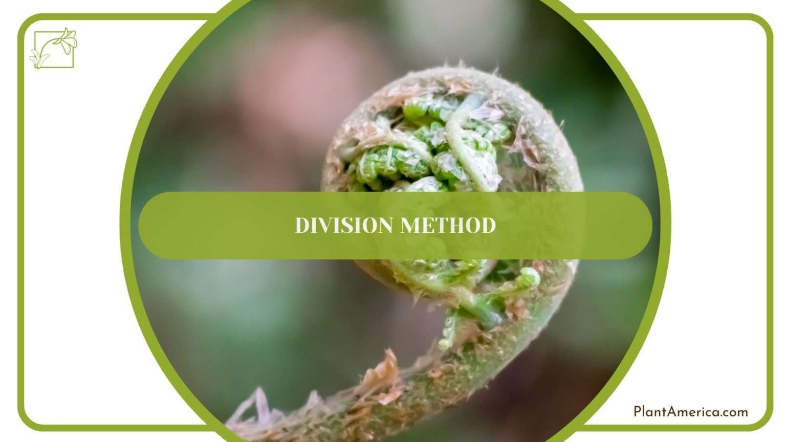 Macho Fern Care: The Stunning Evergreen Plant for Your Garden - Plant ...