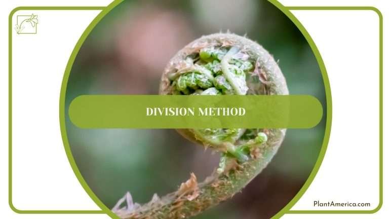 Macho Fern Care: The Stunning Evergreen Plant for Your Garden - Plant ...