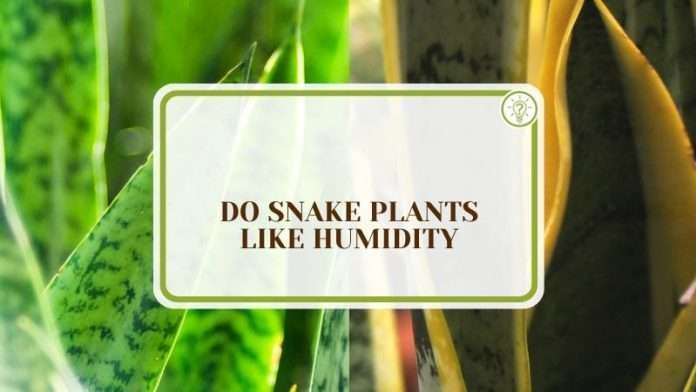 Do Snake Plants Like Humidity? Care Tips for Sansevieria - Plant America