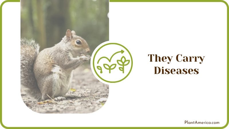 How To Get Rid of Ground Squirrels: Effective Methods You Should Know ...