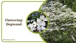 12 Trees Native to Oklahoma: The Finest Ones for Landscaping - Plant ...