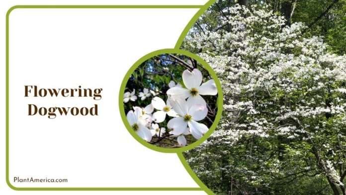 12 Trees Native to Oklahoma: The Finest Ones for Landscaping - Plant ...