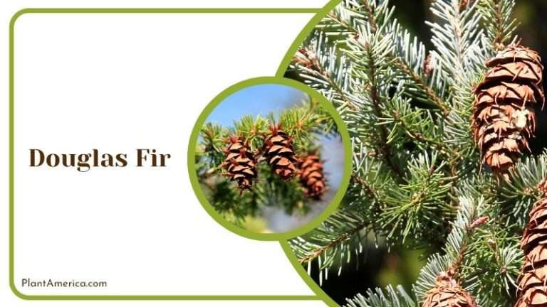 15 Fir Trees Types To Enhance Your Landscape Designs - Plant America