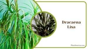 12 Types of Dracaena Plants To Choose for Your Home - Plant America