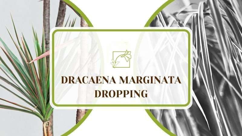 Dracaena Marginata Drooping: Reasons and Helpful Remedies - Plant America