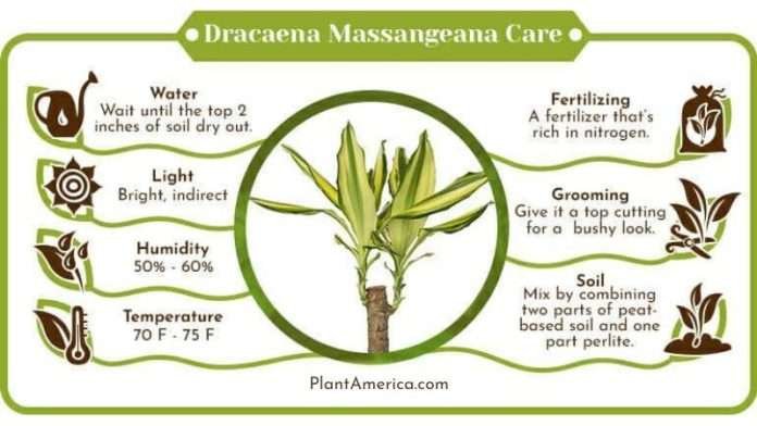 Dracaena Massangeana Care: A Variegated Shrub Perfect for Homes and ...