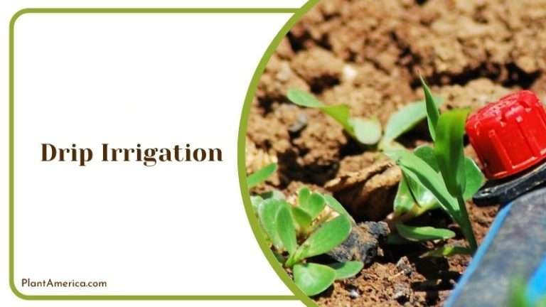 How Long Can Plants Go Without Water? A Detailed Explanation - Plant ...