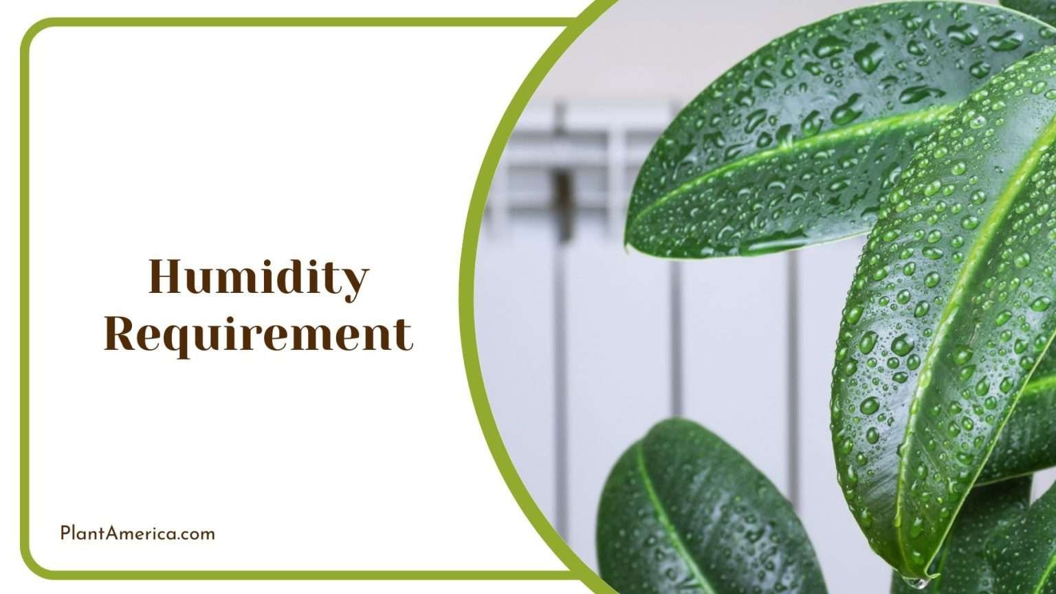 The Resurrection Plant (Selaginella Lepidophylla) Care Clarified ...