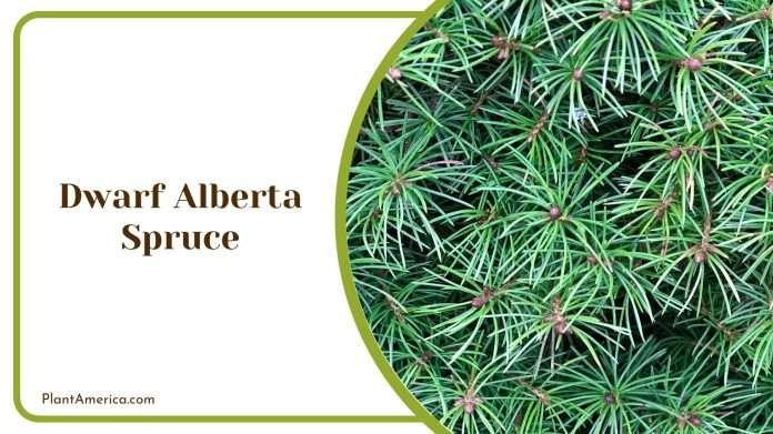 20 Of The Best Trees Under Ten Feet Tall - Plant America