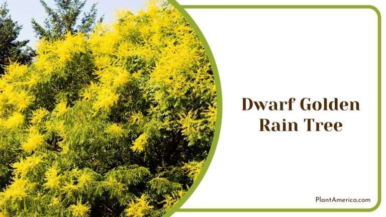 20 Dwarf Ornamental Trees for Your Beautiful Backyard Garden - Plant ...