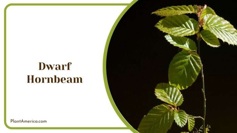 20 Dwarf Ornamental Trees for Your Beautiful Backyard Garden - Plant ...