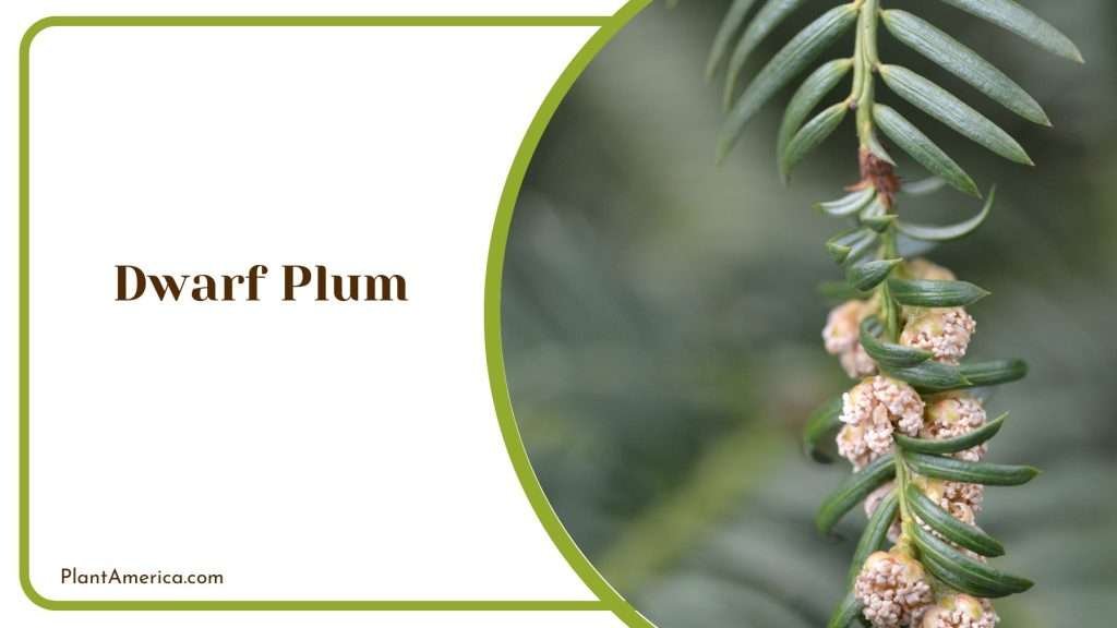 20 Of The Best Trees Under Ten Feet Tall - Plant America