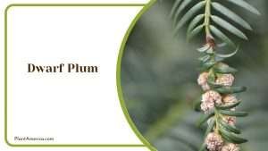 20 Of The Best Trees Under Ten Feet Tall - Plant America