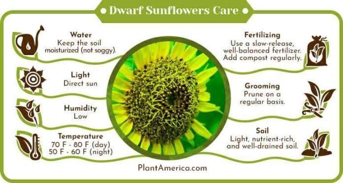 Dwarf Sunflowers: The Most Comprehensive Care Guide - Plant America