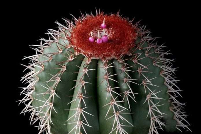 15 Cute Cactus Plants: A List Packed With Fuzzy Plants - Plant America