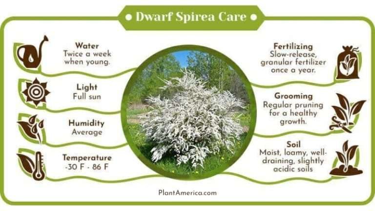 Dwarf Spirea - The Most Comprehensive Gardening Guide - Plant America