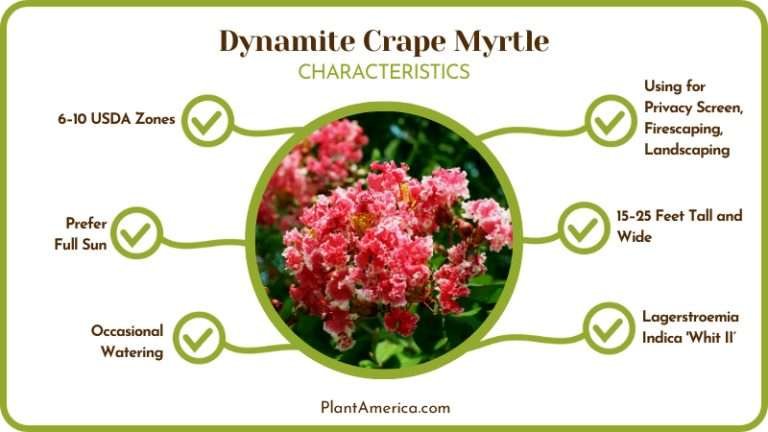 Red Rocket Crape Myrtle vs Dynamite Crape Myrtle - Showdown - Plant America