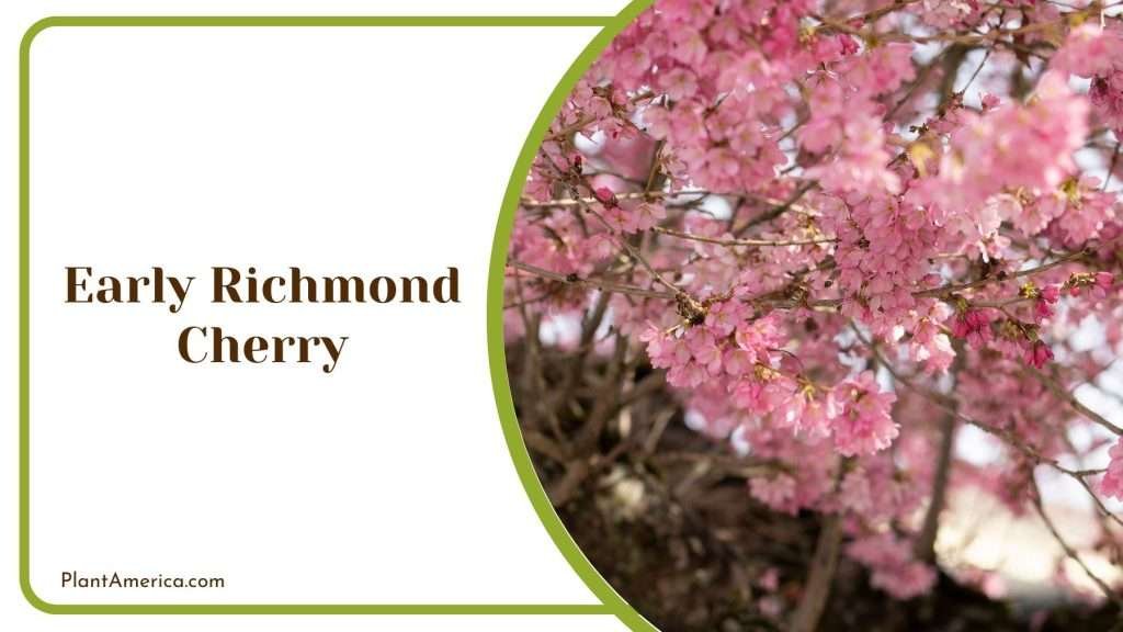 13 Fruit Trees For Zone 4 Gardens? Cold Hardy Fruit Trees - Plant America